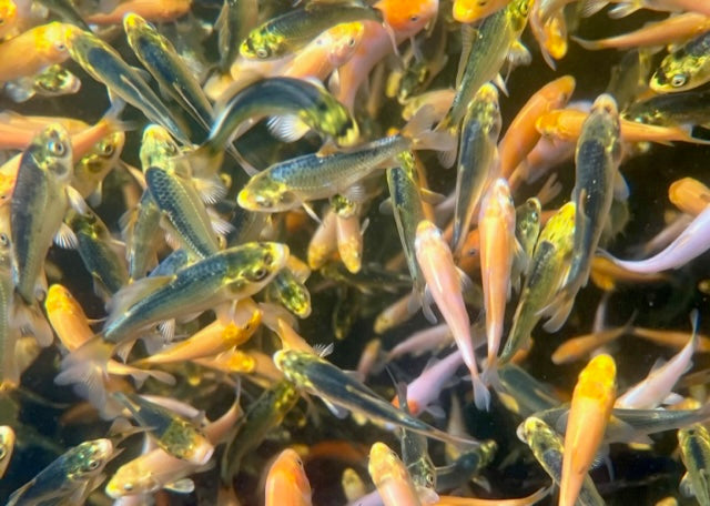 Jumbo Koi Fry (c.2 inch) – Byer Koi Farm