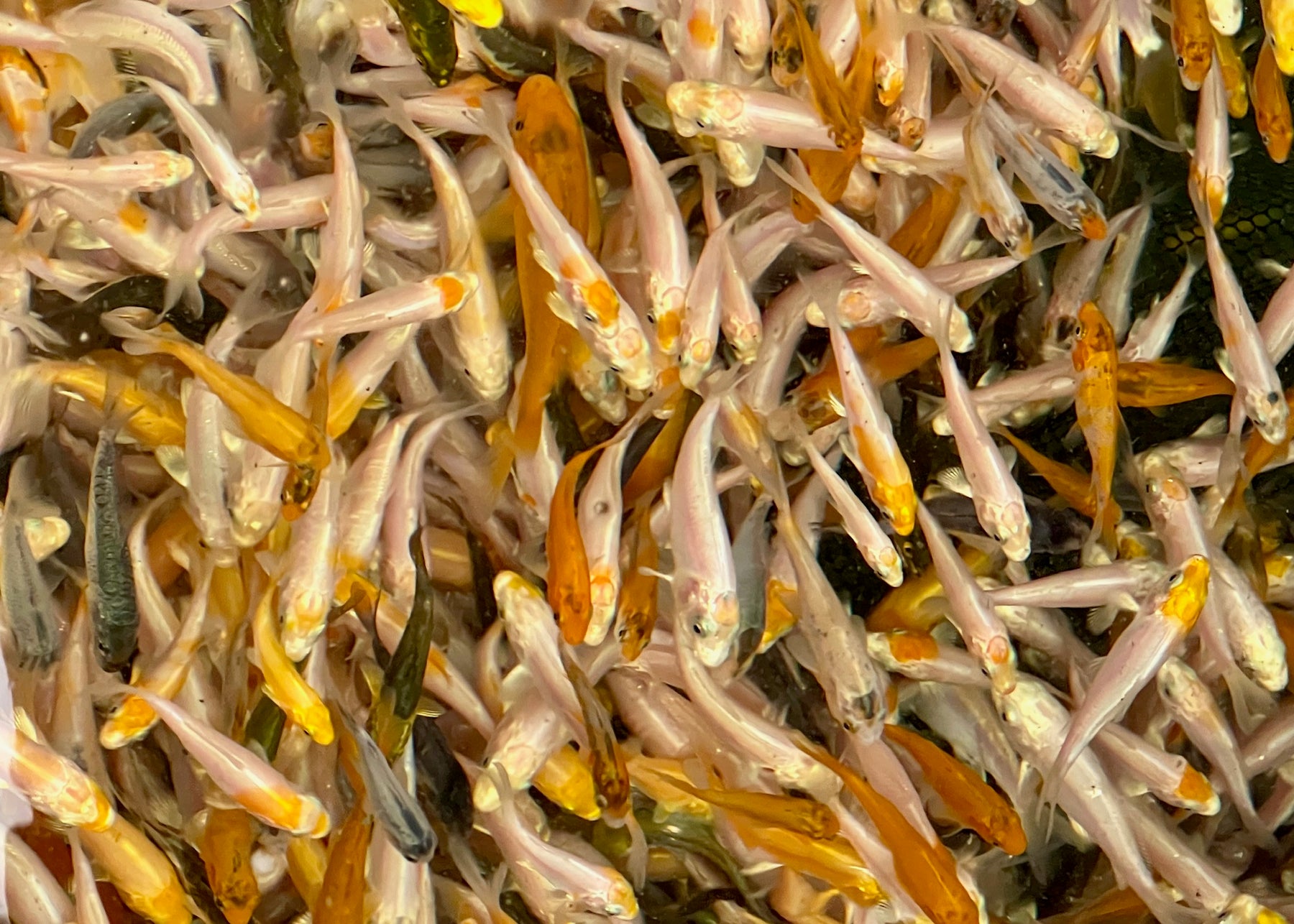 Jumbo koi fry (Round 1 , 2024) – Byer Koi Farm