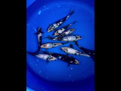 23cm Shiro Utsuri (Koshiji) REF - MAY154 – Byer Koi Farm