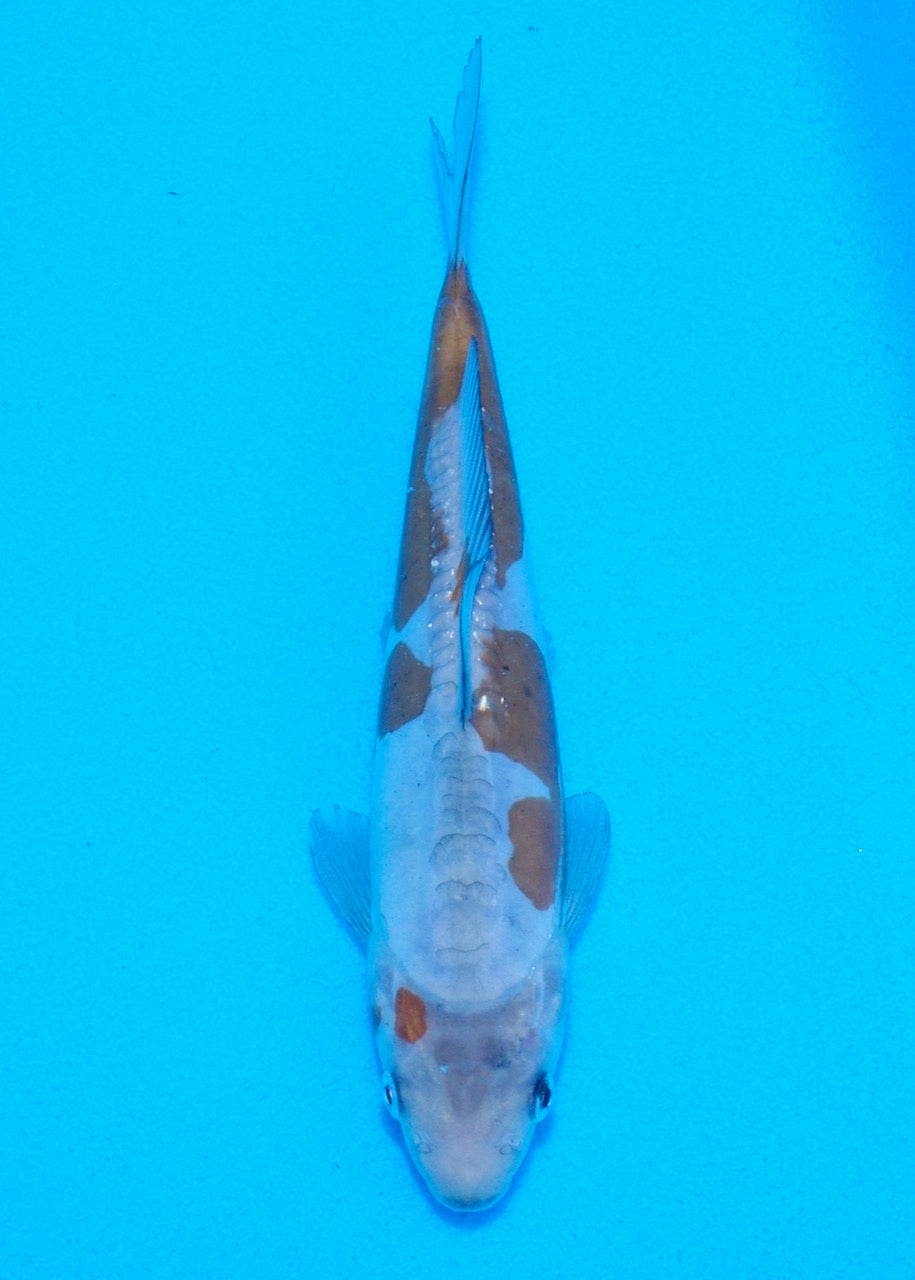 19cm Doitsu Ochiba REF SRR03-005 – Byer Koi Farm