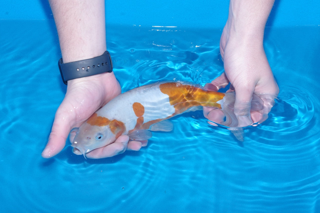 30cm Doitsu Ochiba REF SRR03-017 – Byer Koi Farm