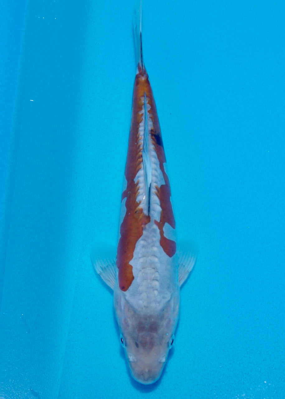 26cm Doitsu Ochiba REF SRR03-003 – Byer Koi Farm