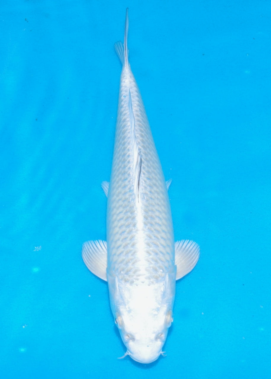 25cm Mukashi Ogon REF SRR05-008 – Byer Koi Farm