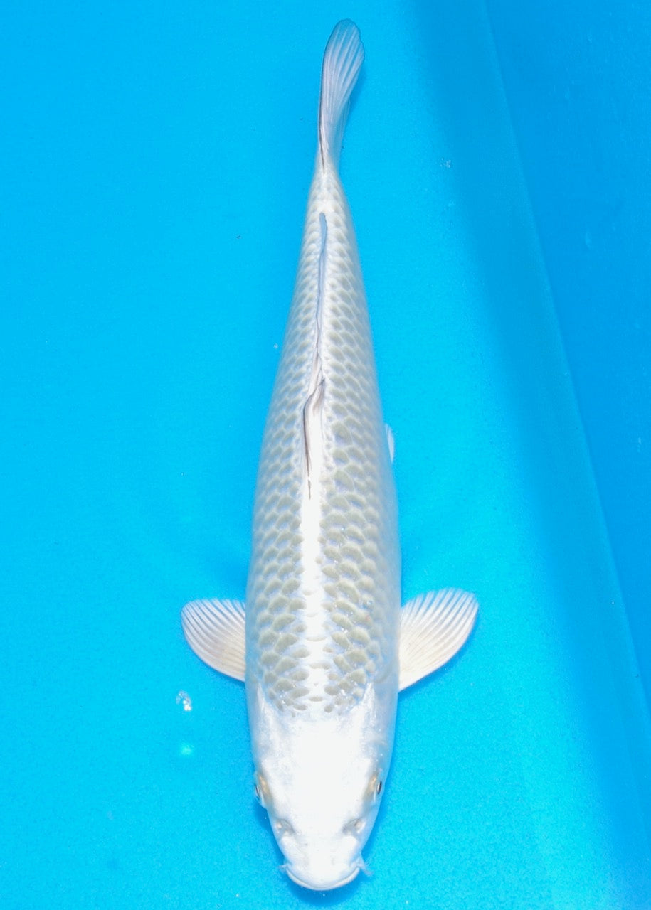 28cm Mukashi Ogon REF SRR05-009 – Byer Koi Farm