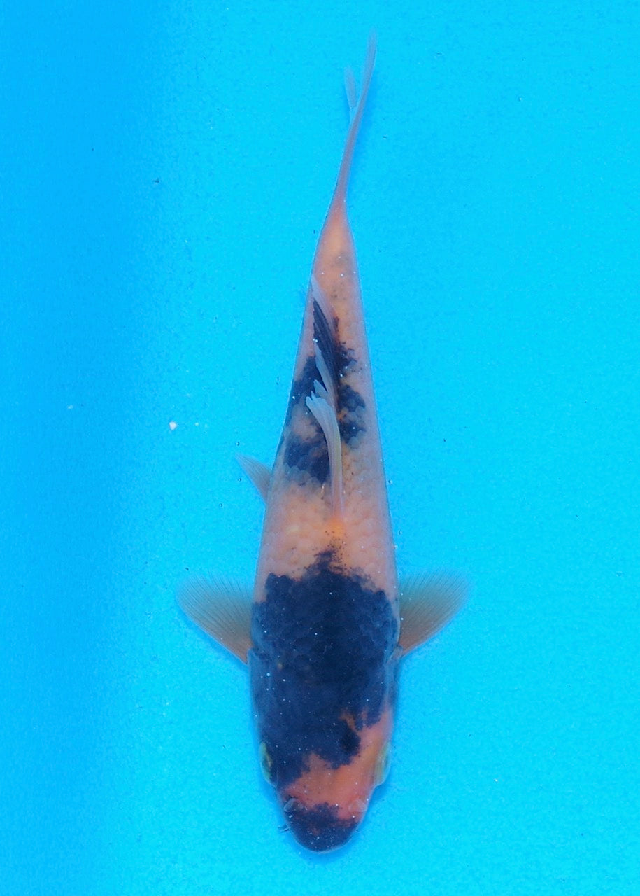 14cm Hi Utsuri REF SRL06-004 – Byer Koi Farm