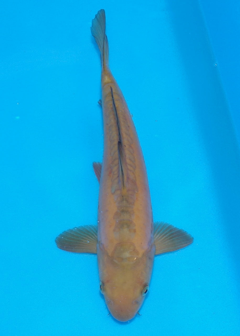 30cm Doitsu Chagoi REF SRL03-201 – Byer Koi Farm