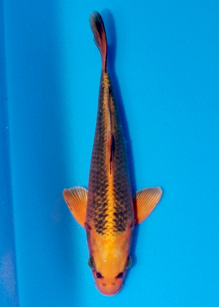 26cm Kin Matsuba REF SRL03-107 – Byer Koi Farm