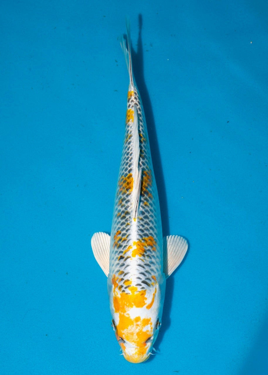 34cm Ki Kujaku REF S22_158 – Byer Koi Farm