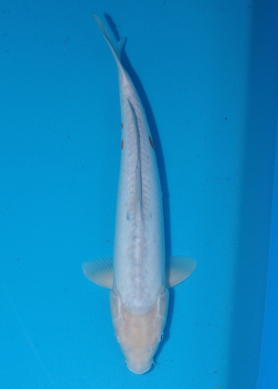 48cm Doitsu Soragoi REF S22_188 – Byer Koi Farm