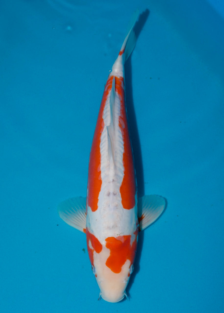 40cm Kosui REF S22_03 – Byer Koi Farm