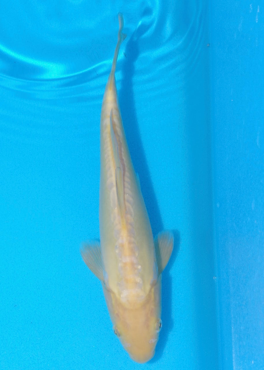 25cm Doitsu Karashigoi Ref SLR01-019 – Byer Koi Farm