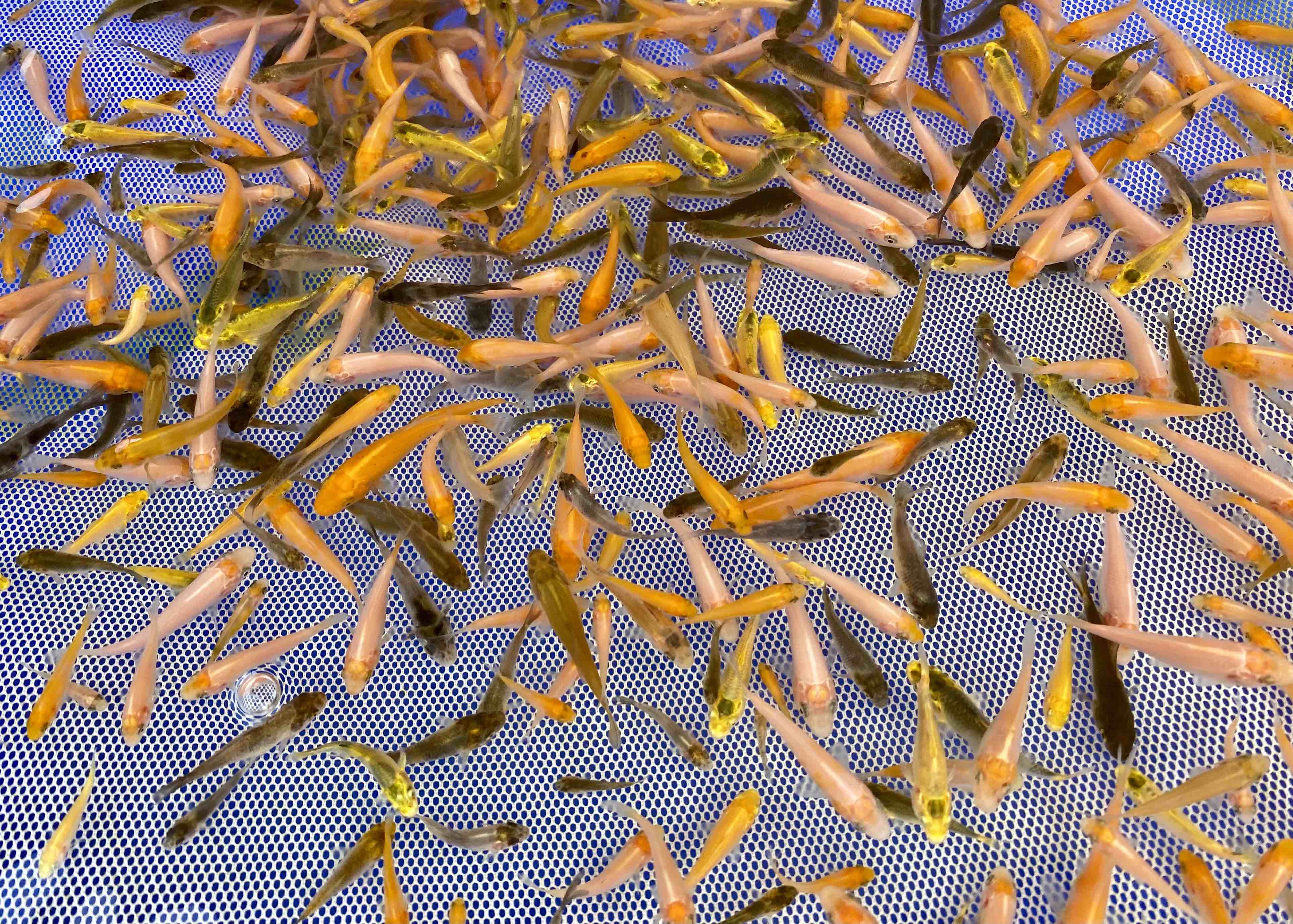 6-8 week old Koi Fry (Round 3 mix) – Byer Koi Farm