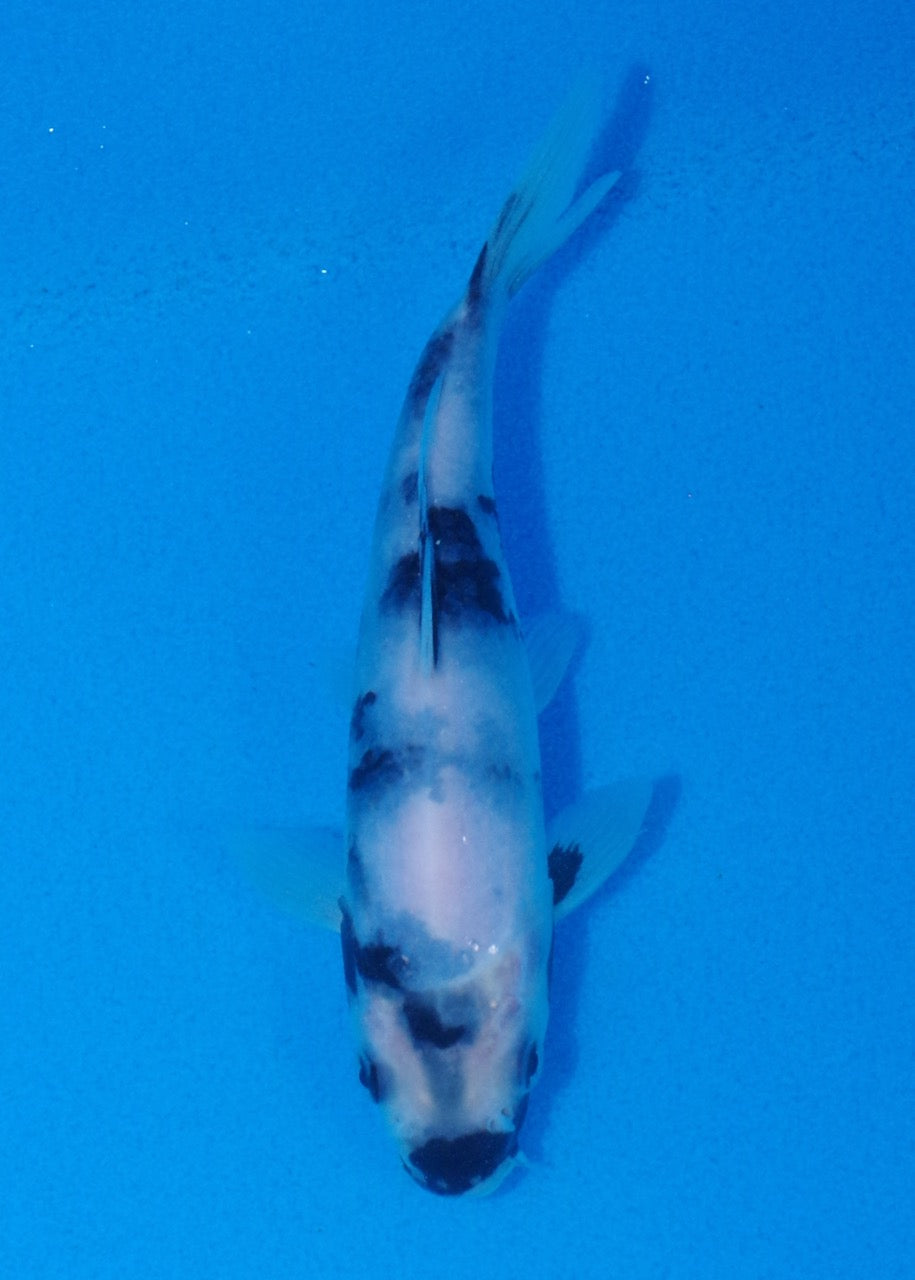 15.5cm Shiro Utsuri – Byer Koi Farm