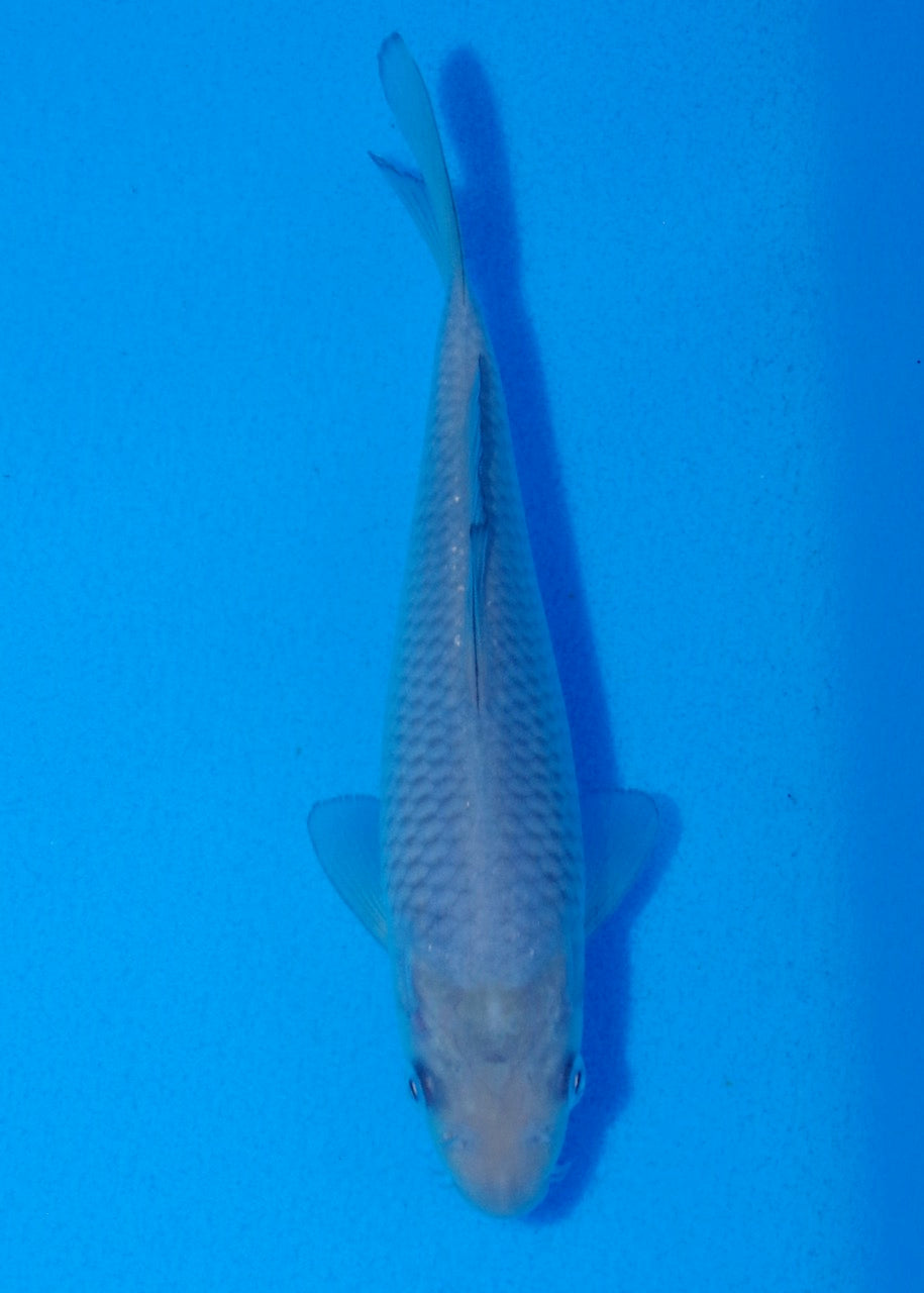17cm Soragoi – Byer Koi Farm