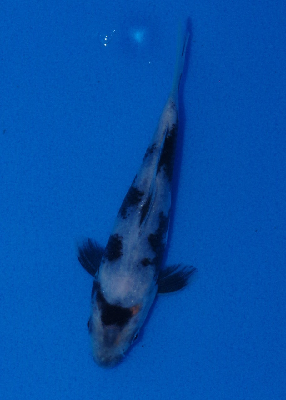 15cm Shiro Utsuri – Byer Koi Farm