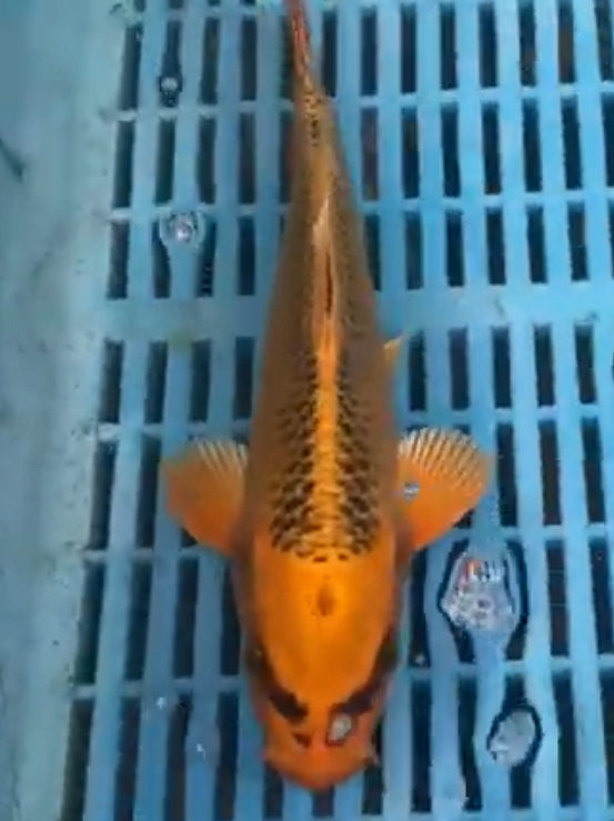 25cm Kin Matsuba Ref SRR01-TH – Byer Koi Farm